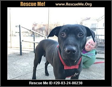 - Virginia Dog Rescue - ADOPTIONS - Rescue Me!