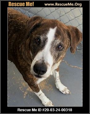 - Florida Dog Rescue - ADOPTIONS - Rescue Me!
