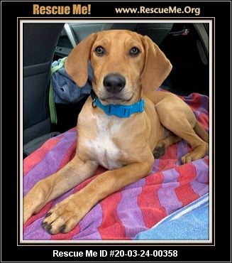 - Florida Dog Rescue - ADOPTIONS - Rescue Me!