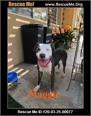 - California Pit Bull Rescue - ADOPTIONS - Rescue Me!