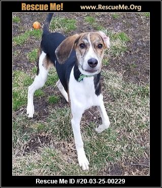 - Iowa Dog Rescue - ADOPTIONS - Rescue Me!