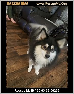 - Ohio Siberian Husky Rescue - ADOPTIONS - Rescue Me!