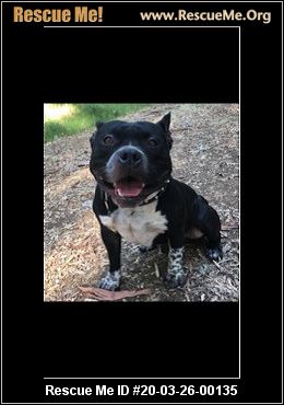 - California Pit Bull Rescue - ADOPTIONS - Rescue Me!