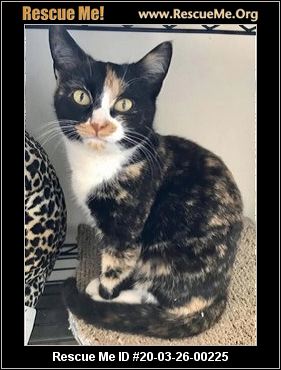 - Tennessee Cat Rescue - ADOPTIONS - Rescue Me!