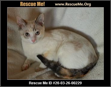 - Tennessee Cat Rescue - ADOPTIONS - Rescue Me!