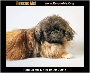 - California Pekingese Rescue - ADOPTIONS - Rescue Me!