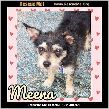 - Texas Yorkie Rescue - ADOPTIONS - Rescue Me!