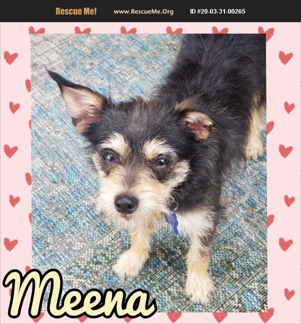 ADOPT 20033100265 ~ Yorkie Rescue ~ Houston, TX