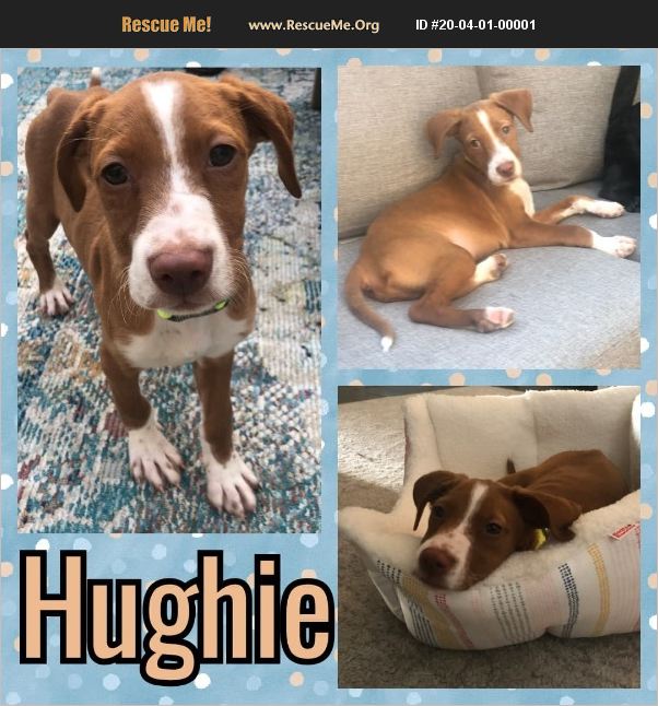 ADOPT 20040100001 ~ Pointer Rescue ~ Houston, TX