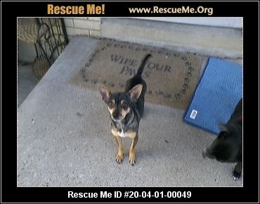 - Utah Dog Rescue - ADOPTIONS - Rescue Me!