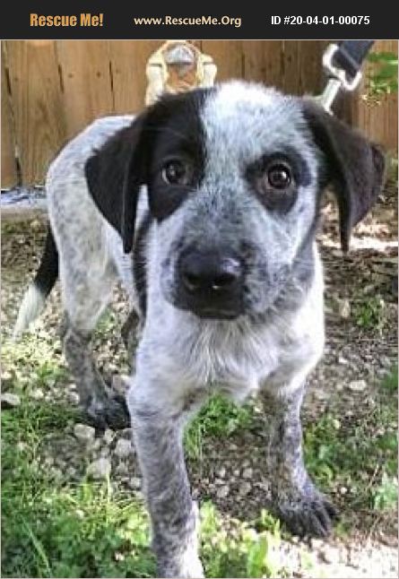 ADOPT 20040100075 ~ Australian Cattle Dog Rescue ~ Seattle, WA