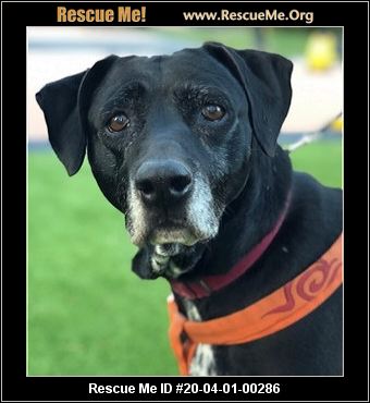 - California Dog Rescue - ADOPTIONS - Rescue Me!