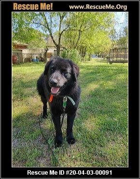 - Georgia Border Collie Rescue - ADOPTIONS - Rescue Me!