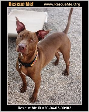 - Arizona Pit Bull Rescue - ADOPTIONS - Rescue Me!