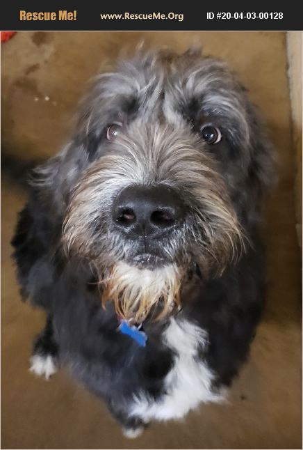 ADOPT 20040300128 ~ Old English Sheepdog Rescue ~ Craig, CO