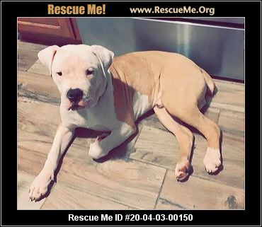 - Texas Dog Rescue - ADOPTIONS - Rescue Me!