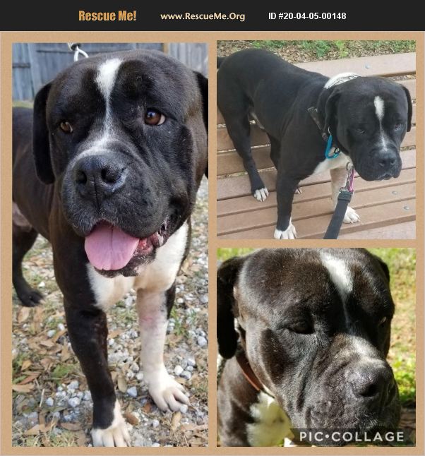 ADOPT 20040500148 ~ Bullmastiff Rescue ~ Floral City, FL