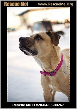 - Alaska Dog Rescue - ADOPTIONS - Rescue Me!