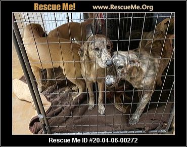 - Texas Dog Rescue - ADOPTIONS - Rescue Me!