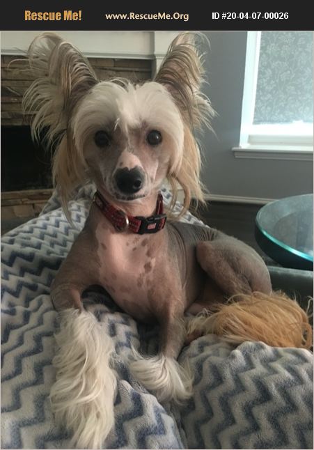 ADOPT 20040700026 ~ Chinese Crested Rescue ~ Plano, TX