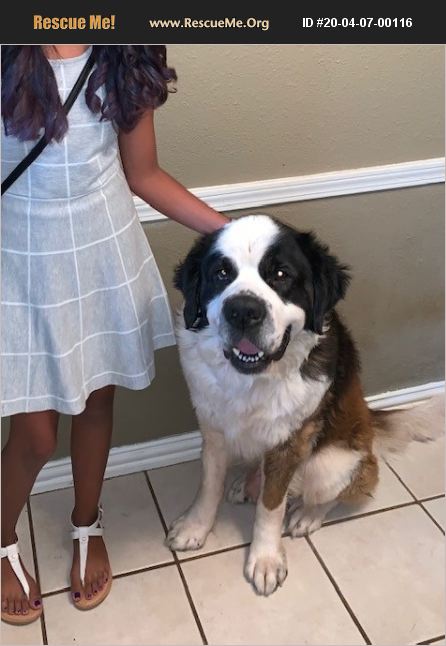 ADOPT 20040700116 ~ Saint Bernard Rescue ~ Dallas, TX