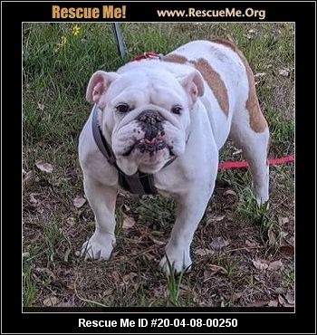 - Florida Bulldog Rescue - ADOPTIONS - Rescue Me!