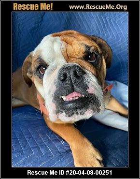 - Florida Bulldog Rescue - ADOPTIONS - Rescue Me!