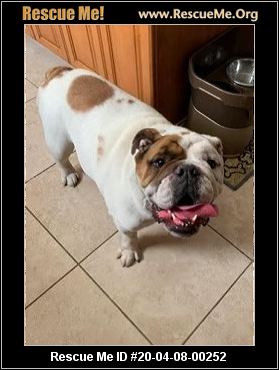 - Florida Bulldog Rescue - ADOPTIONS - Rescue Me!