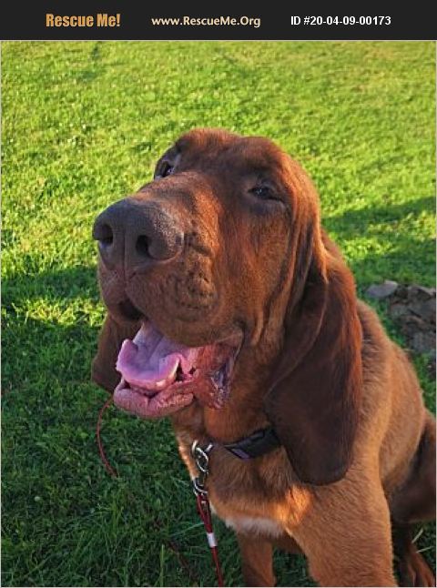 ADOPT 20040900173 ~ Bloodhound Rescue ~ Geneva, OH