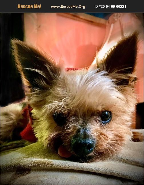 ADOPT 20040900221 ~ Yorkie Rescue ~ Vallejo, CA