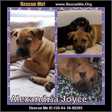 - Texas German Shepherd Rescue - ADOPTIONS - Rescue Me!