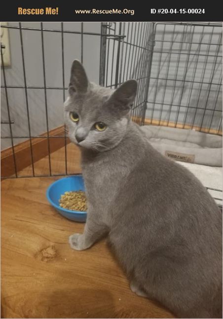 ADOPT 20041500024 ~ Russian Blue Rescue ~ Glencoe, KY