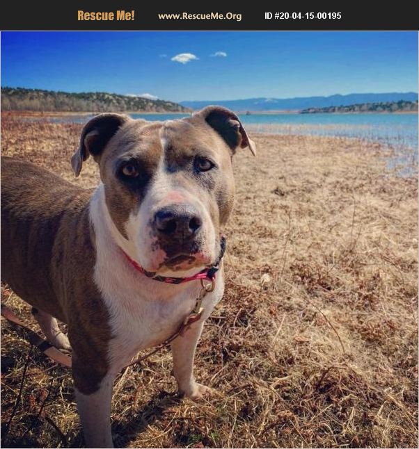 ADOPT 20041500195 ~ Pit Bull Rescue ~ Colorado Springs, CO