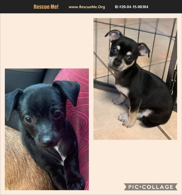 ADOPT 20041500304 ~ Chihuahua Rescue ~ Boca Raton, FL