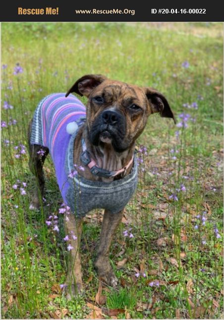 ADOPT 20041600022 ~ Boxer Rescue ~ Destin, FL