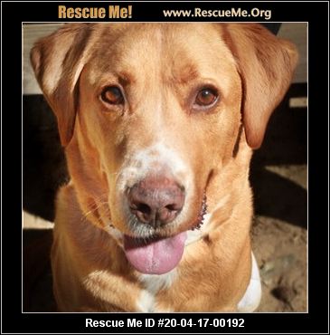 - Virginia Dog Rescue - ADOPTIONS - Rescue Me!