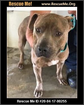 - Colorado Pit Bull Rescue - ADOPTIONS - Rescue Me!