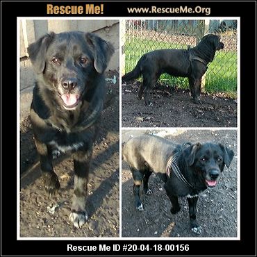 - Ohio Border Collie Rescue - ADOPTIONS - Rescue Me!