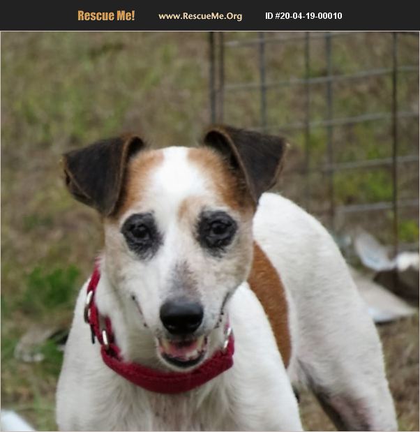 ADOPT 20041900010 ~ Jack Russell Rescue ~ , FL