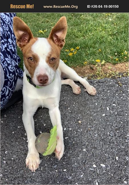 ADOPT 20041900150 ~ Jack Russell Rescue ~ Waynesboro, Va, VA