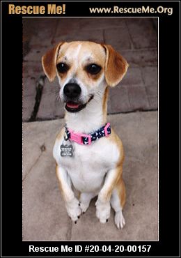 - Arizona Small Dog Rescue - Phoenix, AZ - AVAILABLE PETS