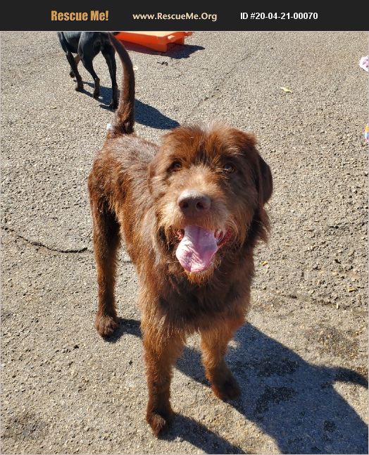 ADOPT 20042100070 ~ German Wirehaired Pointer Rescue ~ Ontario, OR