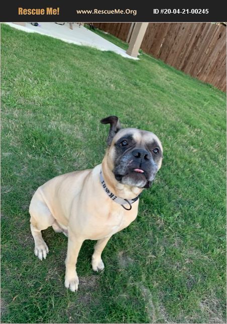 ADOPT 20042100245 ~ Bullmastiff Rescue ~ Midlothian, TX
