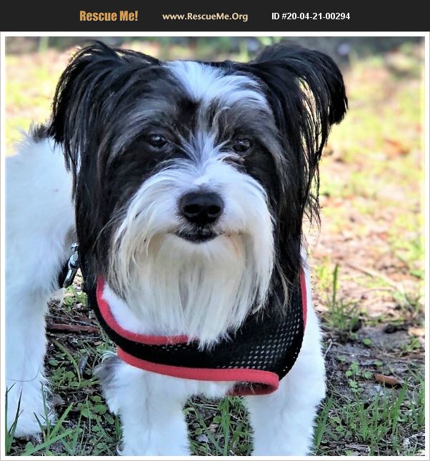ADOPT 20042100294 ~ Havanese Rescue ~ Tavares, FL
