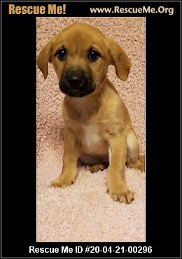 - Delaware Dog Rescue - ADOPTIONS - Rescue Me!