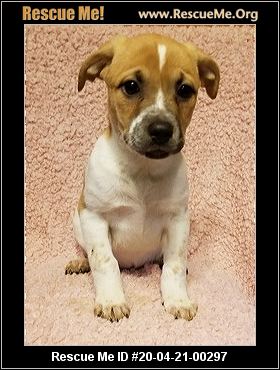 - Delaware Dog Rescue - ADOPTIONS - Rescue Me!