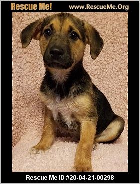 - Delaware Dog Rescue - ADOPTIONS - Rescue Me!