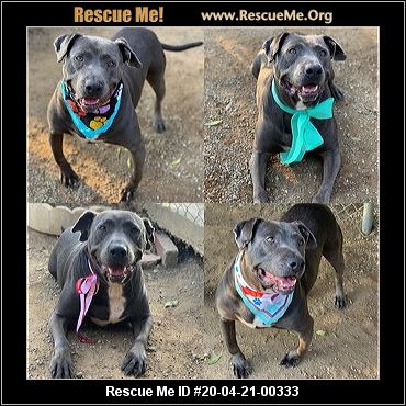 - California Dog Rescue - ADOPTIONS - Rescue Me!