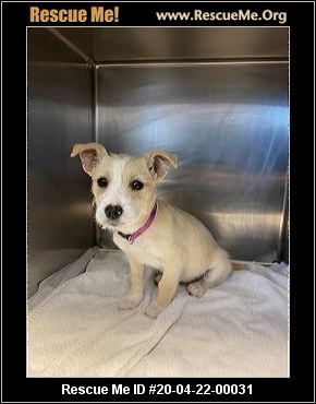 - Tennessee Dog Rescue - ADOPTIONS - Rescue Me!