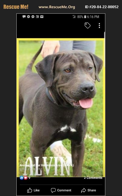 ADOPT 20042200052 ~ Lab Rescue ~ Appleton, WI